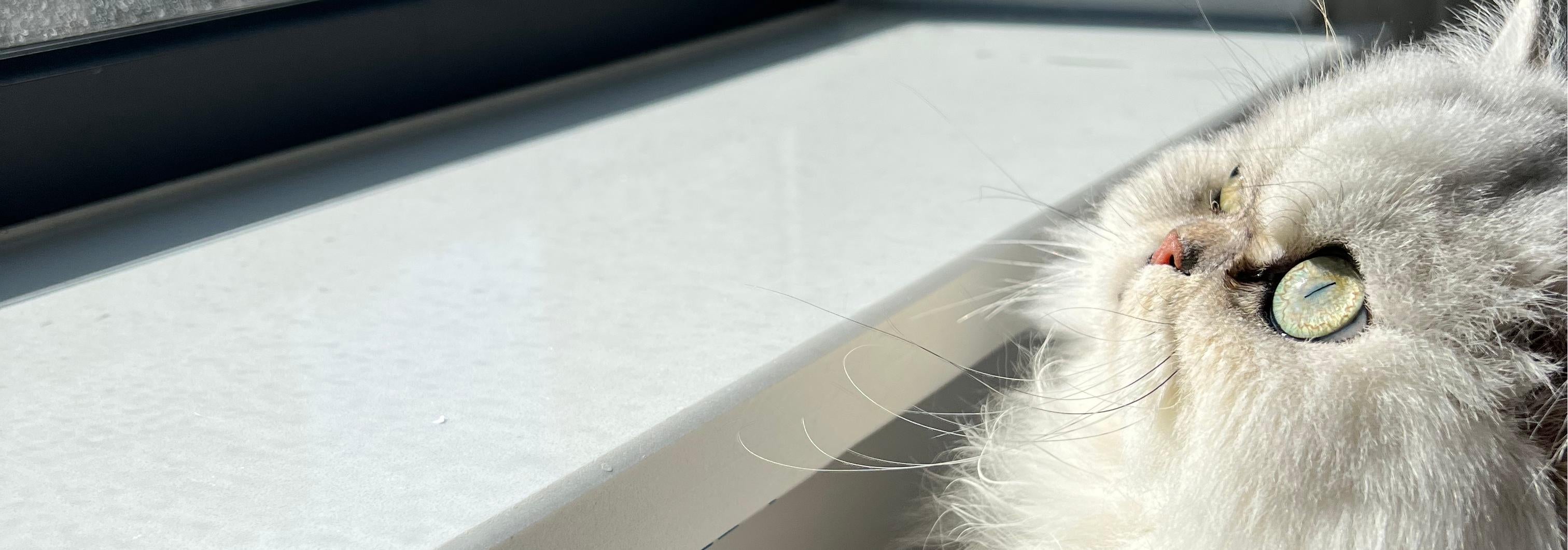 Amelia and Her Cat Luna: When You Have a Long-Haired Cat – petauratech