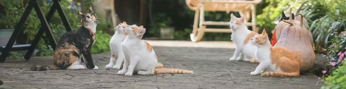 Cat Socialization Training: A Simple Step-by-Step Guide – petauratech